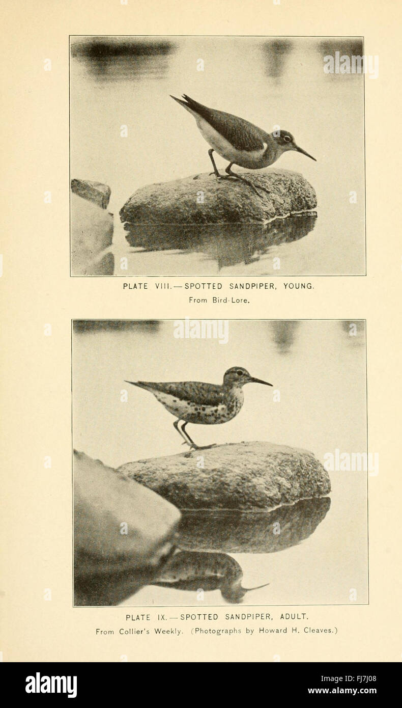 A history of the game birds, wild fowl and shore birds of Massachusetts ...