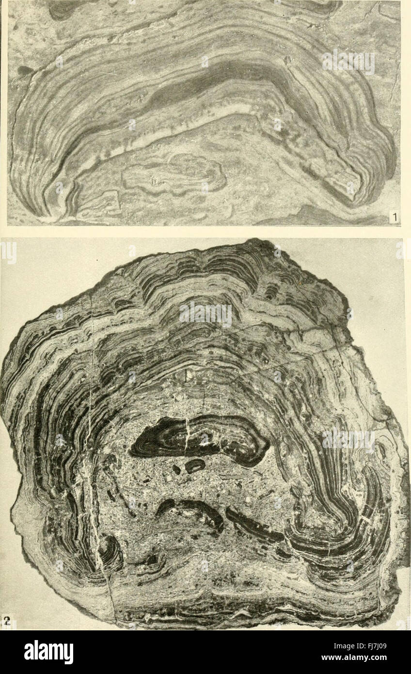 Smithsonian Miscellaneous Collections (1916 Stock Photo - Alamy