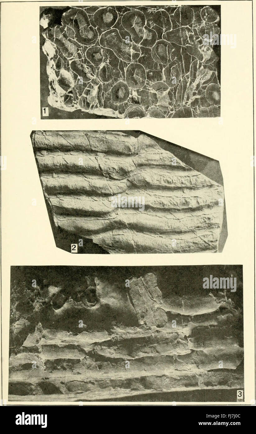 Smithsonian miscellaneous collections (1916 Stock Photo - Alamy