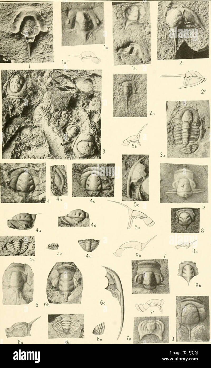 Smithsonian miscellaneous collections (1916 Stock Photo - Alamy