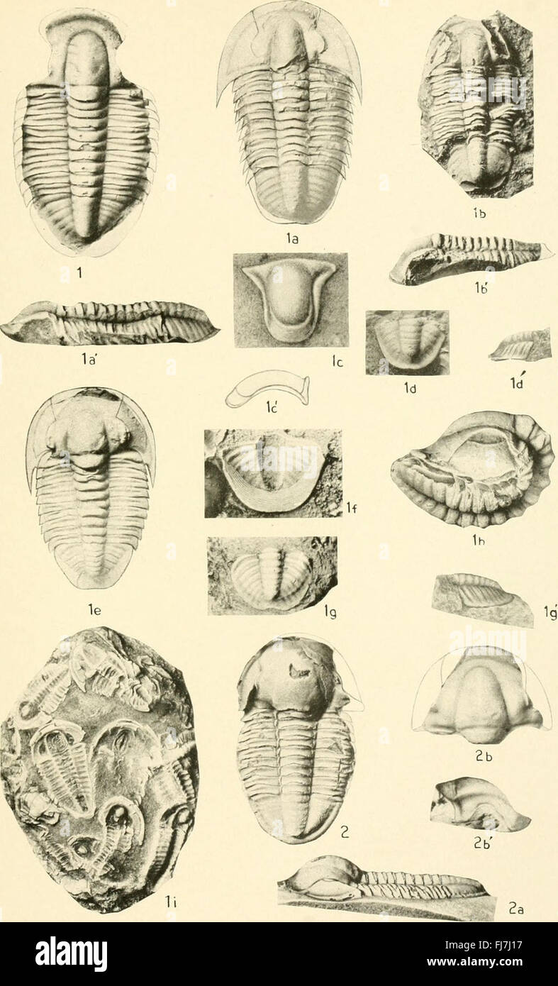 'Smithsonian Miscellaneous Collections' (1916), a compilation of ...