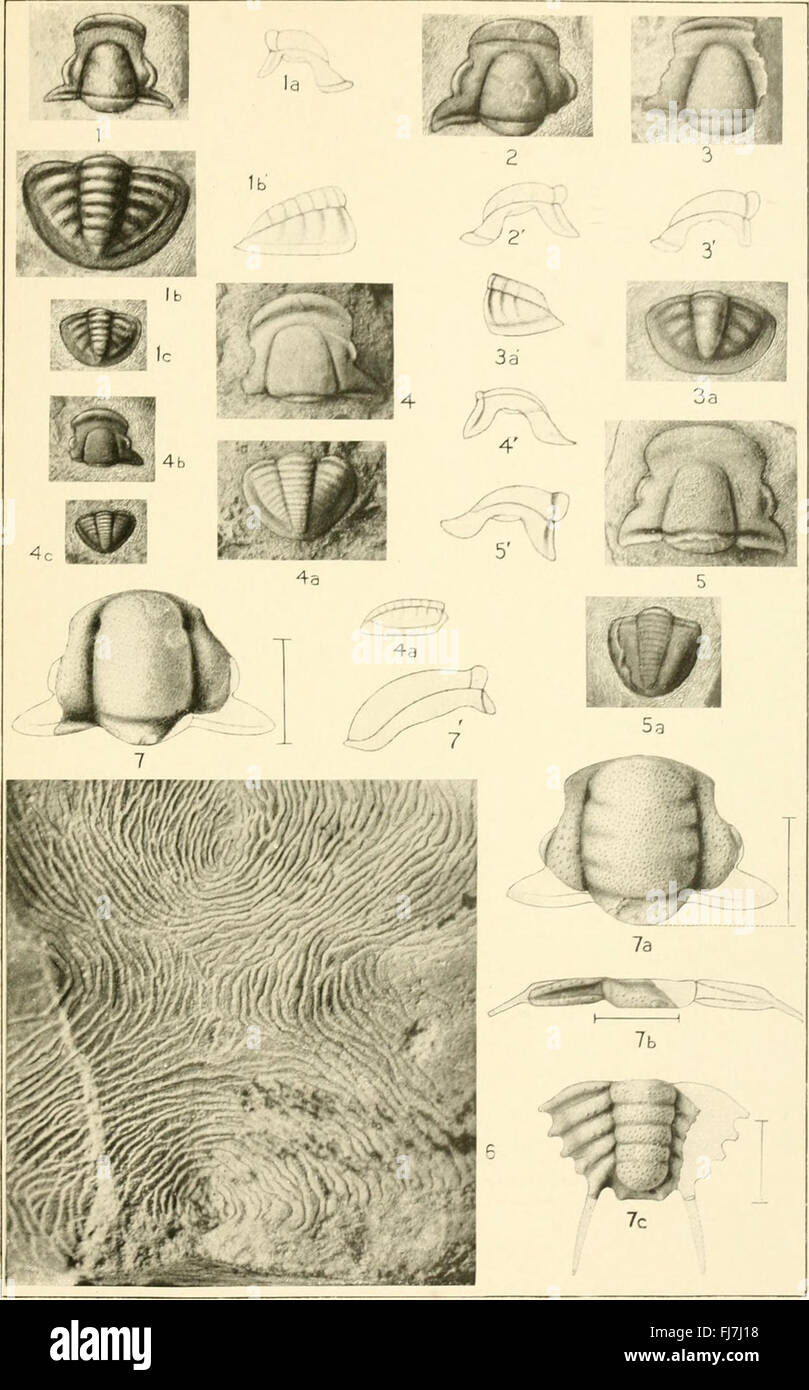 Smithsonian miscellaneous collections (1916 Stock Photo - Alamy
