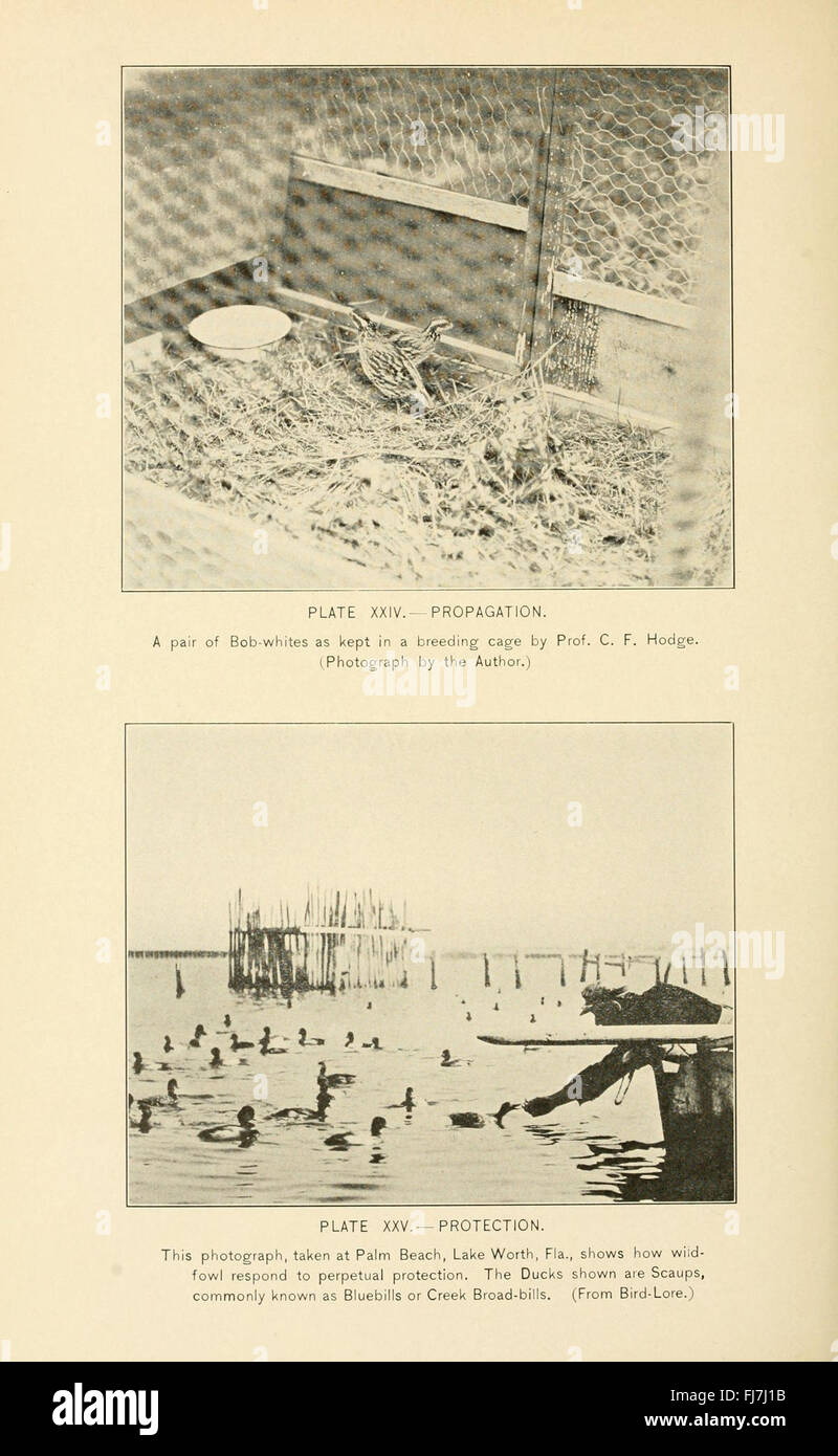 A history of the game birds, wild fowl and shore birds of Massachusetts ...