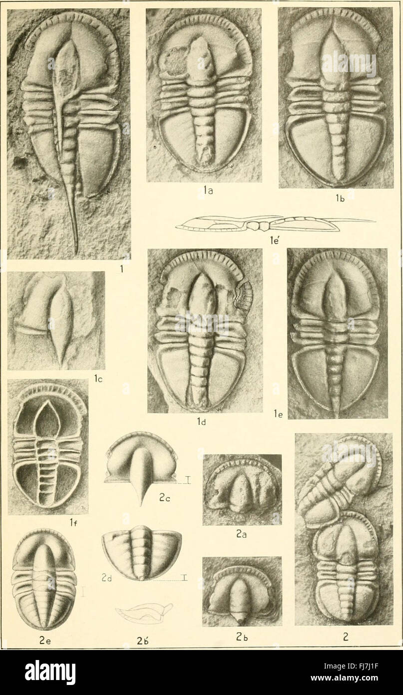 A collection of scientific works from the Smithsonian Institution ...