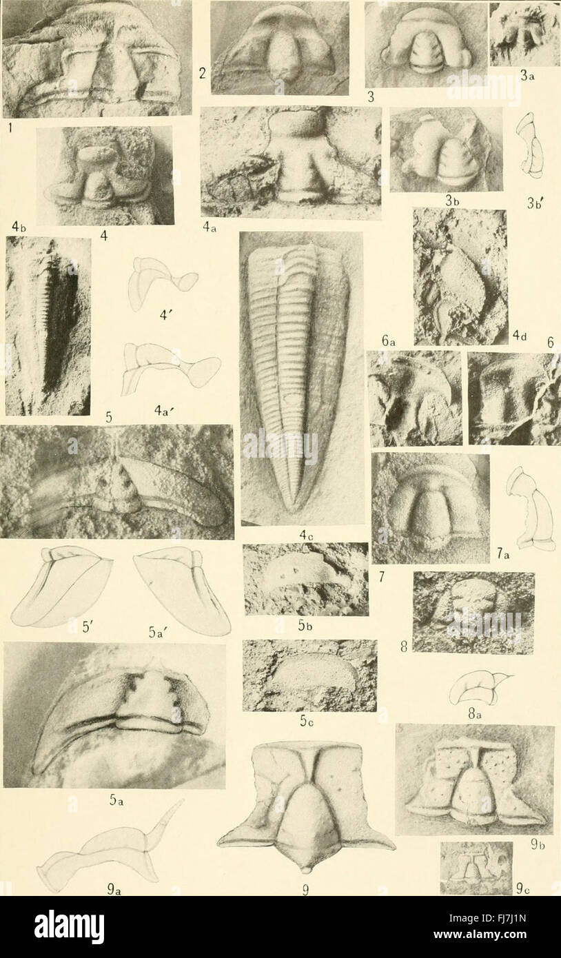 American museum collections hi-res stock photography and images - Alamy