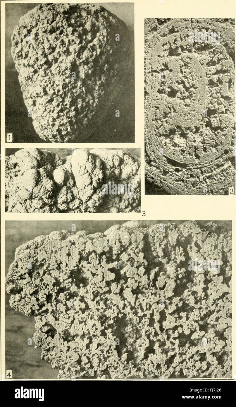 Smithsonian miscellaneous collections (1916 Stock Photo - Alamy