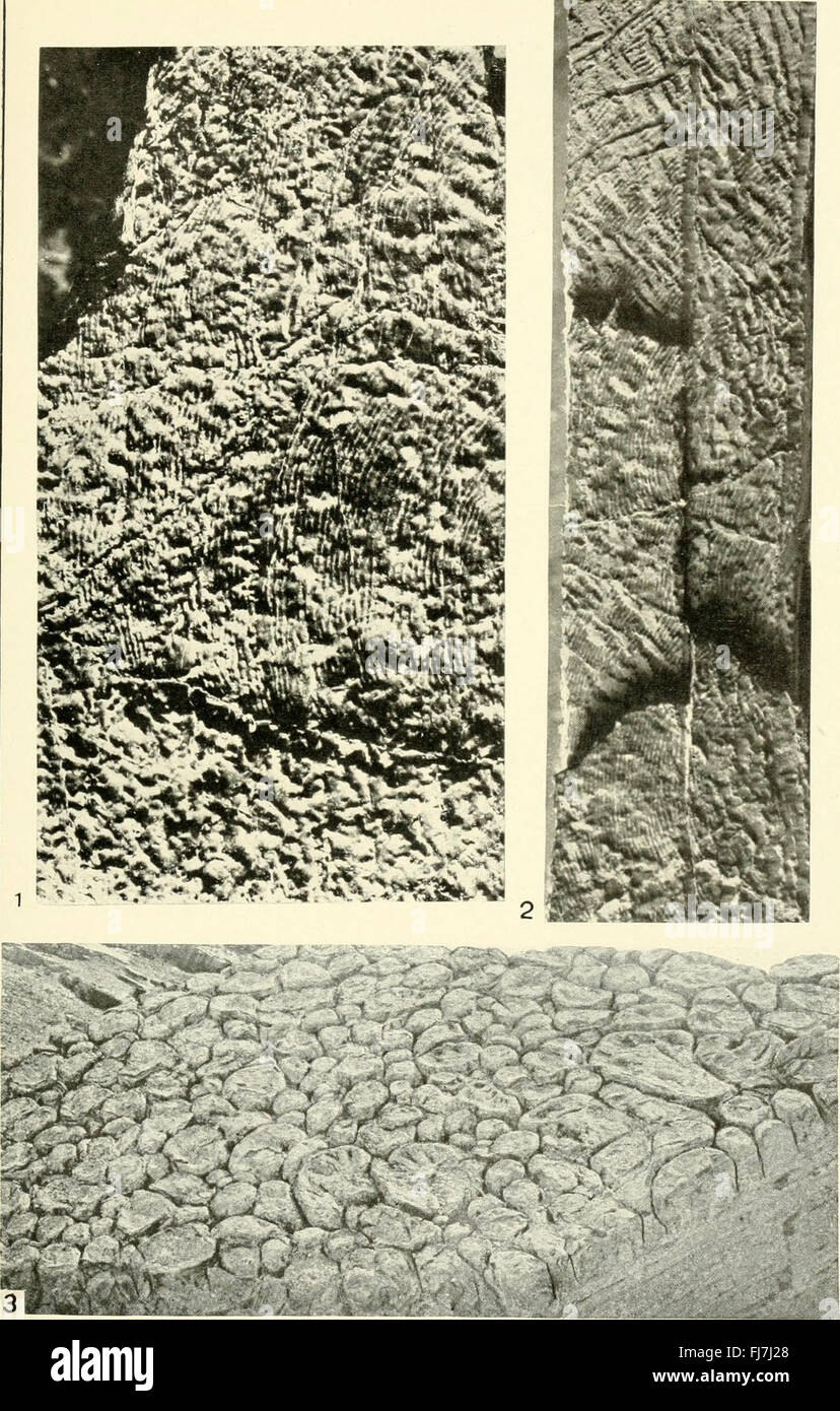 Smithsonian Miscellaneous Collections from 1916, a diverse range of ...