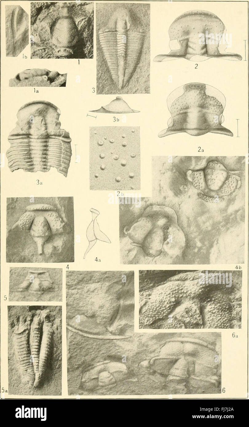 Smithsonian miscellaneous collections (1916 Stock Photo - Alamy