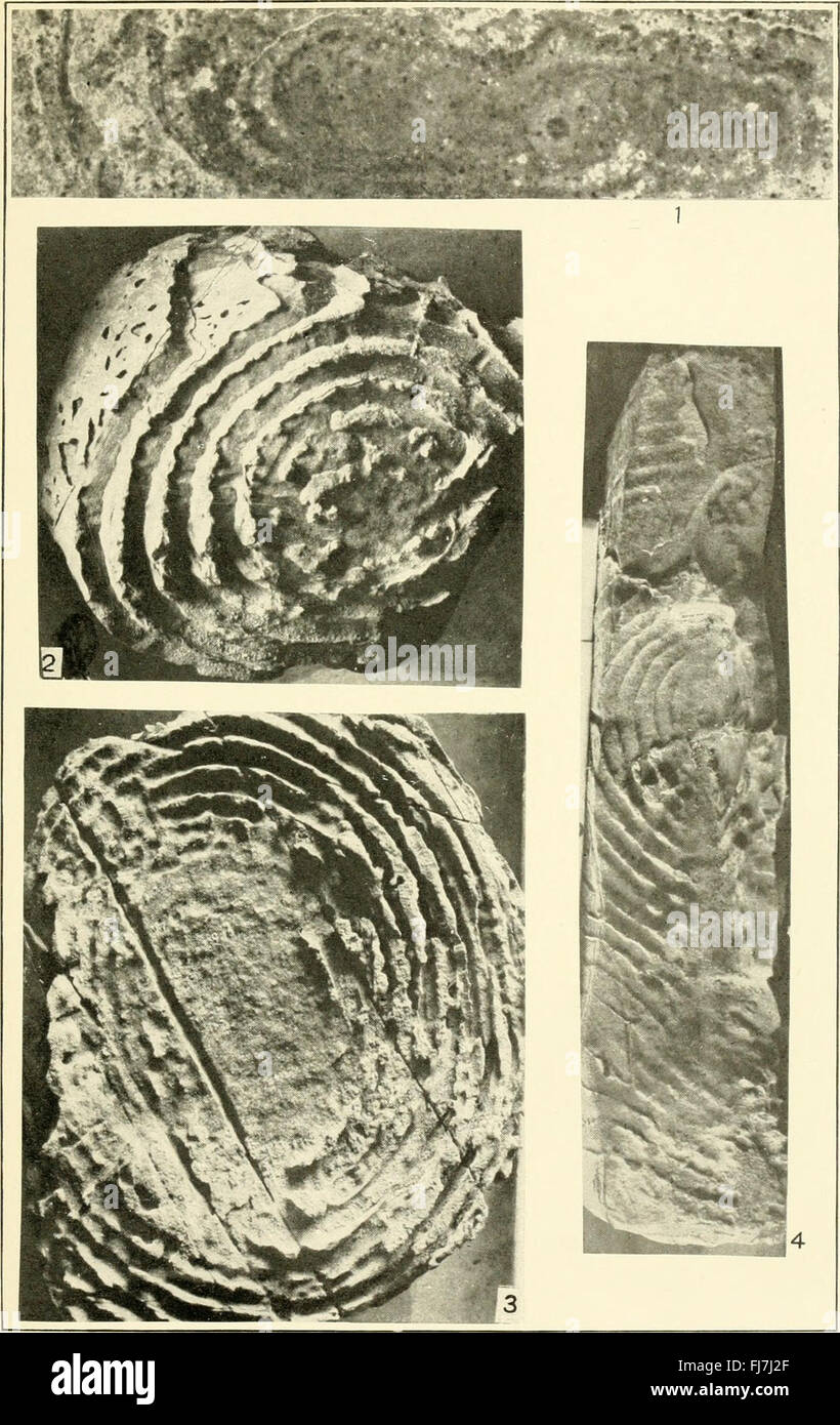 A collection of miscellaneous works from the Smithsonian, covering a ...