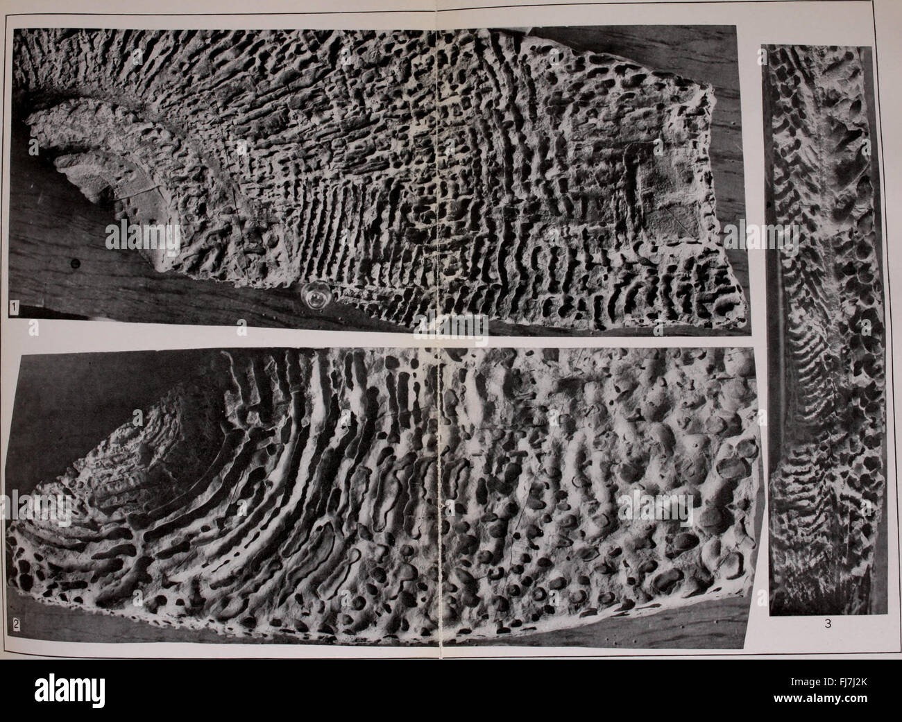 Smithsonian miscellaneous collections (1916 Stock Photo - Alamy