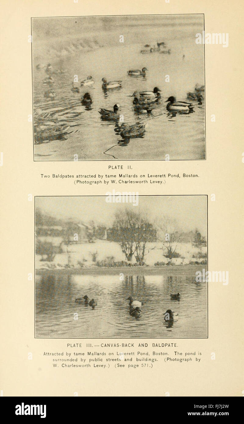 Game Birds, Wildfowl, and Shore Birds of Massachusetts and Surrounding ...