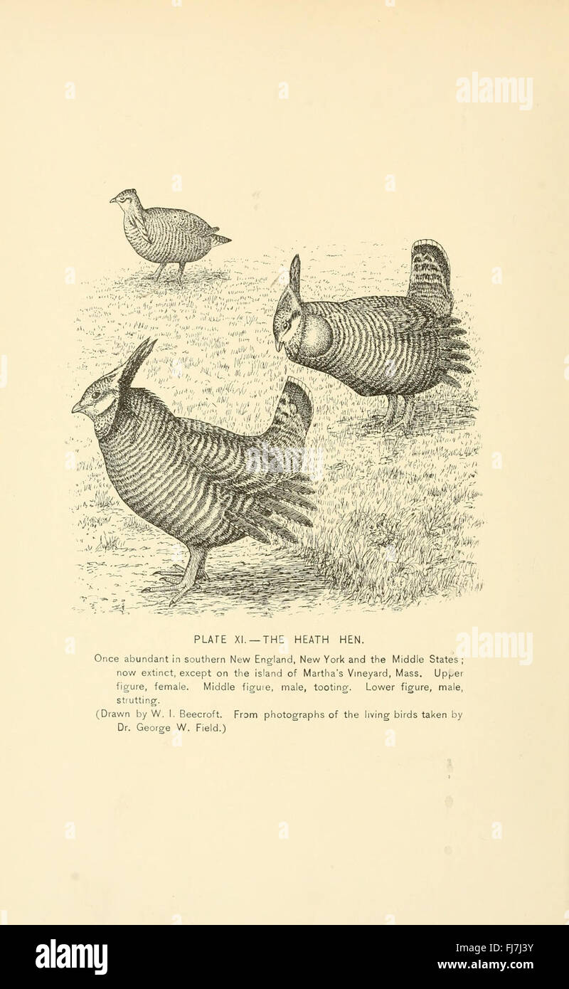 A history of the game birds, wild fowl and shore birds of Massachusetts ...