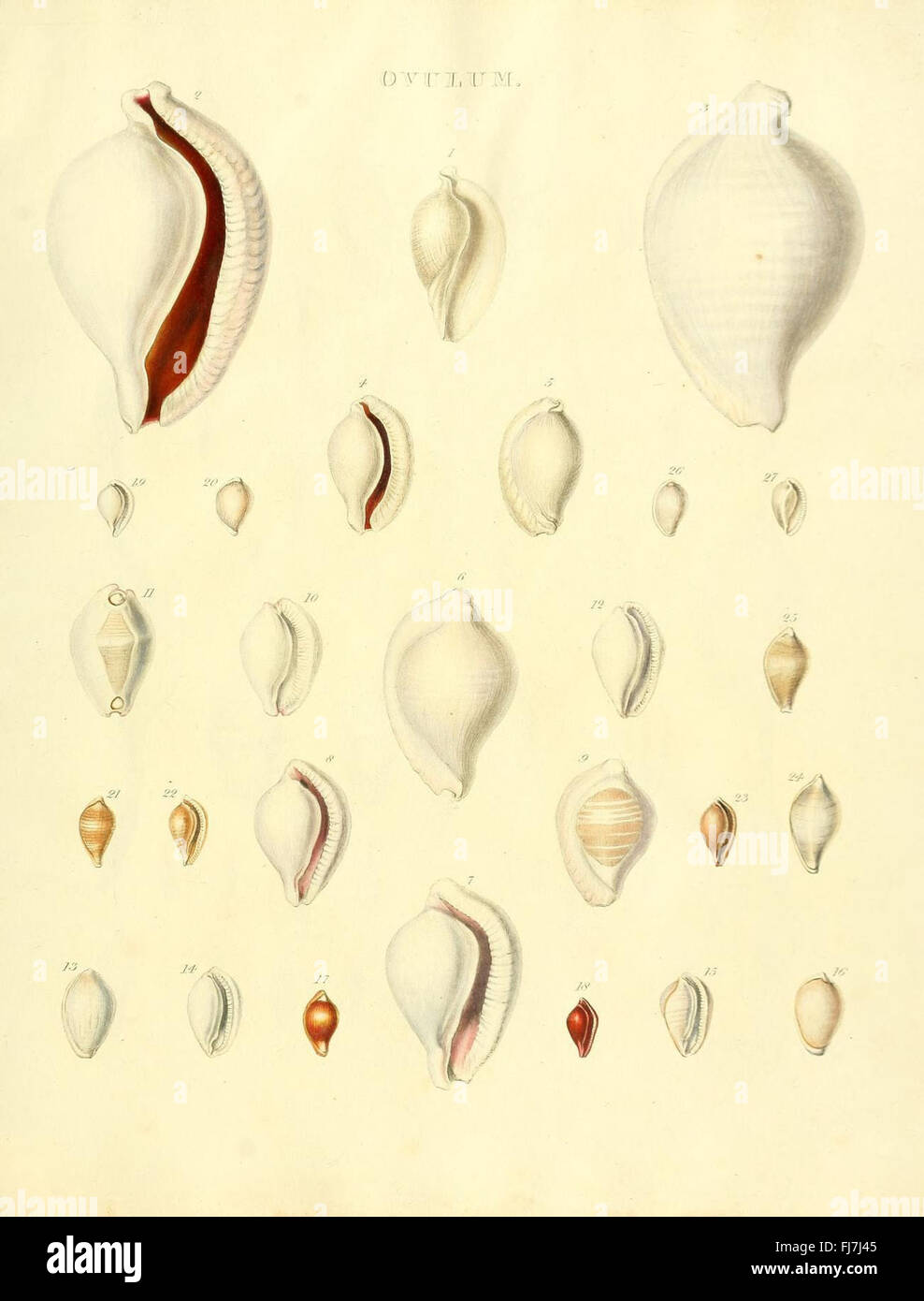 Species Conchyliorum, or, Concise Original Descriptions and ...
