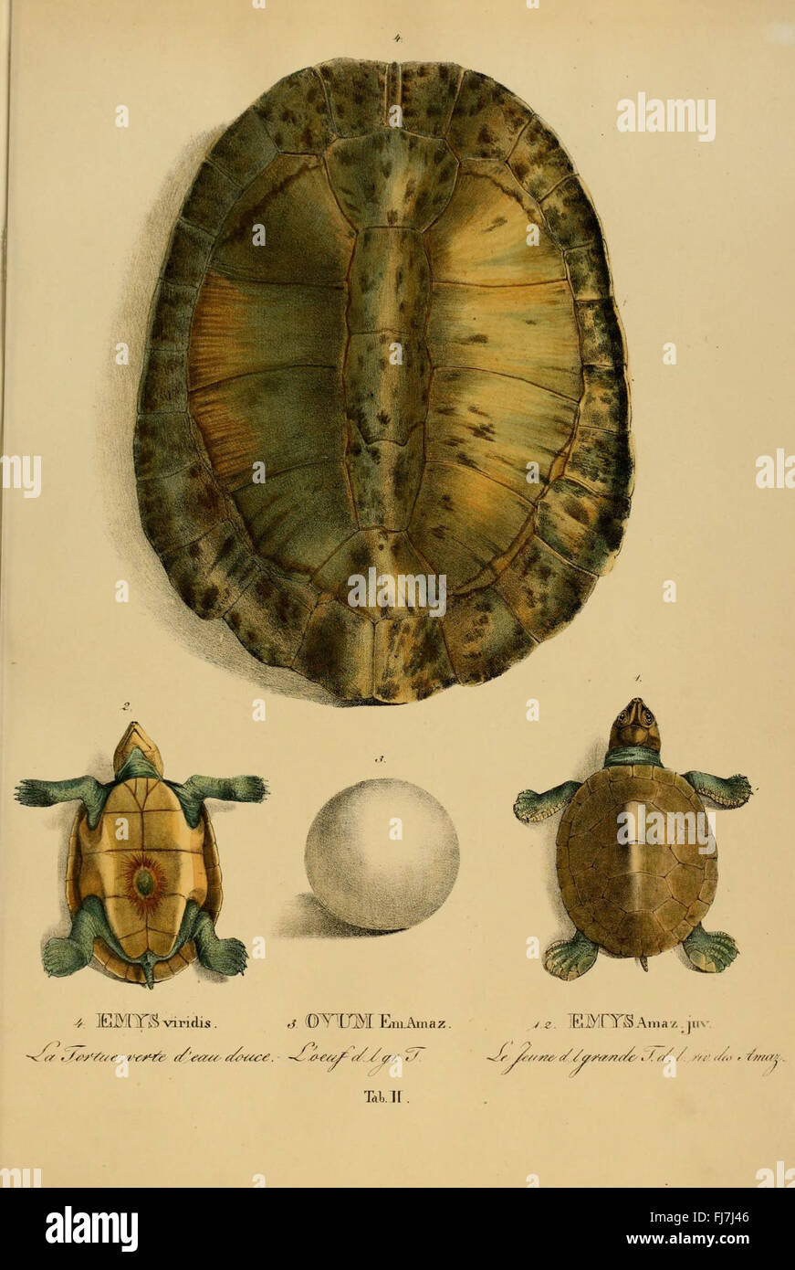 New turtle species discovered in Brazil during the 1817-1820 expedition ...