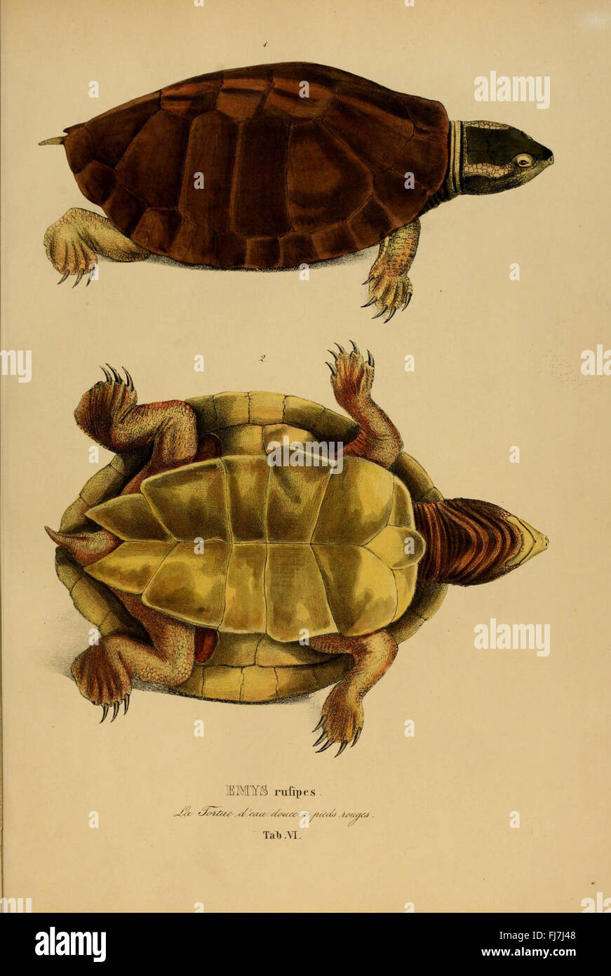 Turtle Species, Testudines, New Turtle Species, Brazil, Ernst Mayr ...