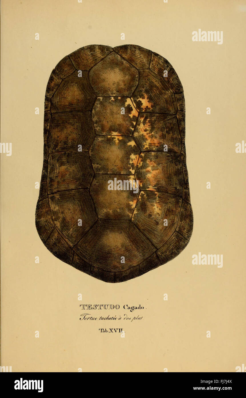 Testudines, turtles, species catalog, Brazil, herpetology, wildlife ...