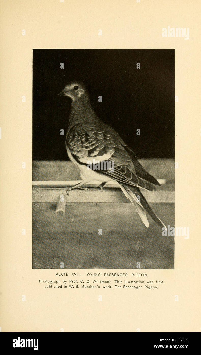 A comprehensive guide to the game birds, wild fowl, and shorebirds of ...