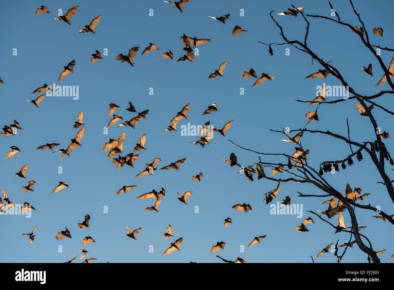 Little Red Flying-fox (Pteropus scapulatus) foxes roosting on inland ...