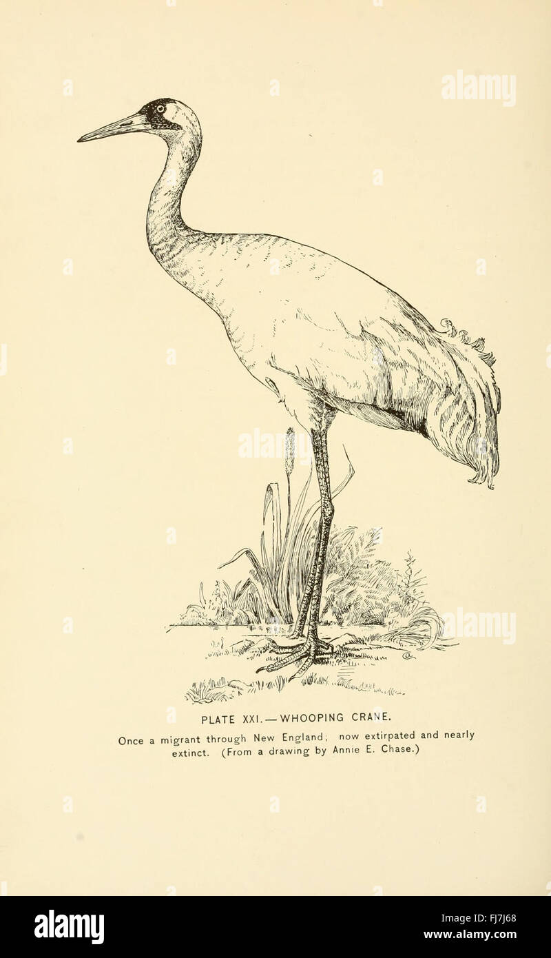 A history of the game birds, wild fowl and shore birds of Massachusetts ...
