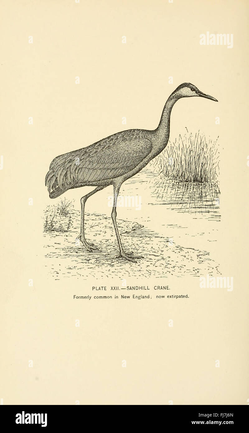 A historical illustration of Massachusetts' game birds, wild fowl, and ...