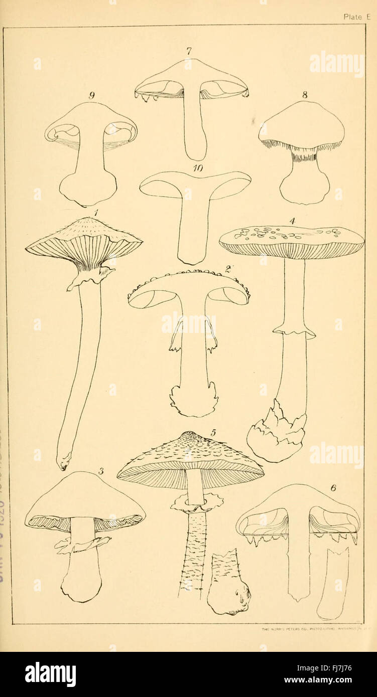 An educational guide for identifying edible and poisonous mushrooms in ...