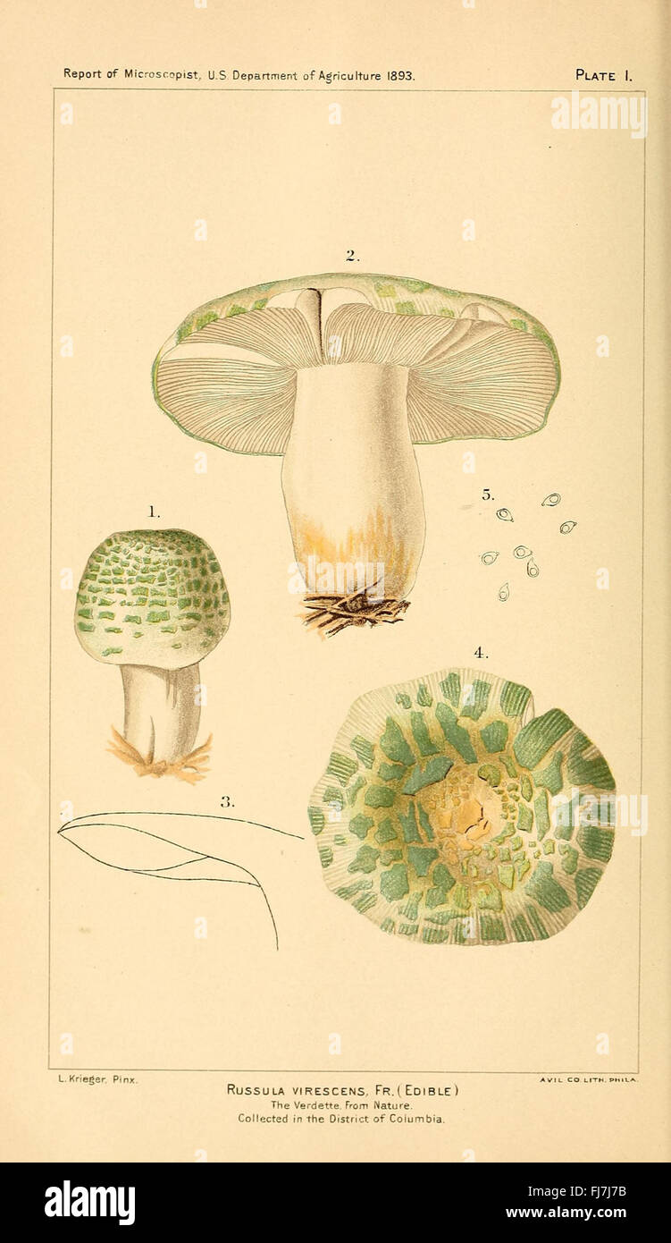 A guidebook for students on the identification of edible and poisonous ...