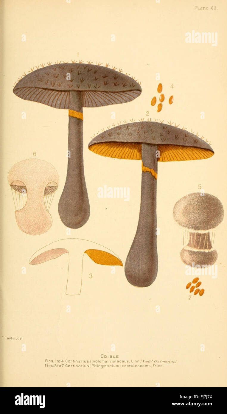 A guide to edible and poisonous mushrooms in America, featuring ...