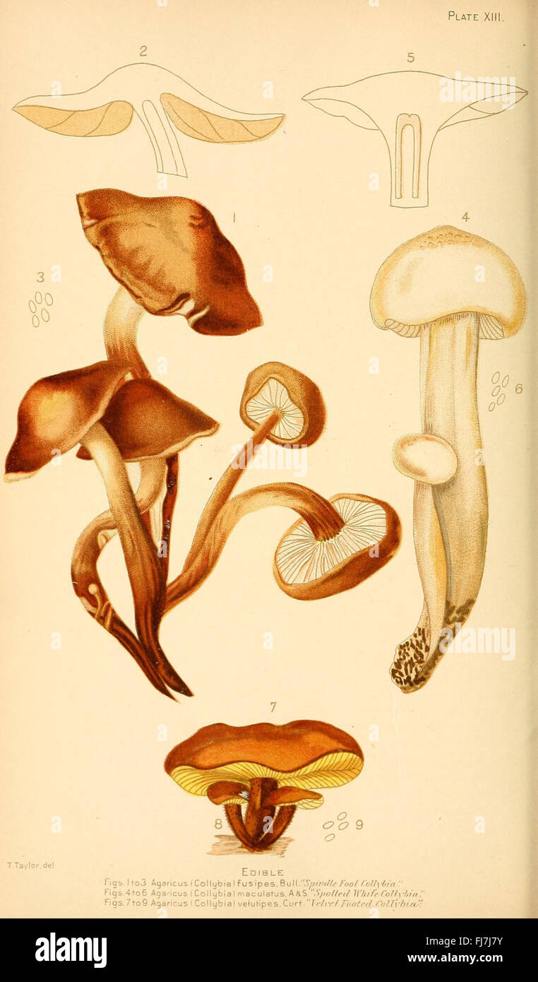 A guide to identifying edible and poisonous mushrooms in North America ...