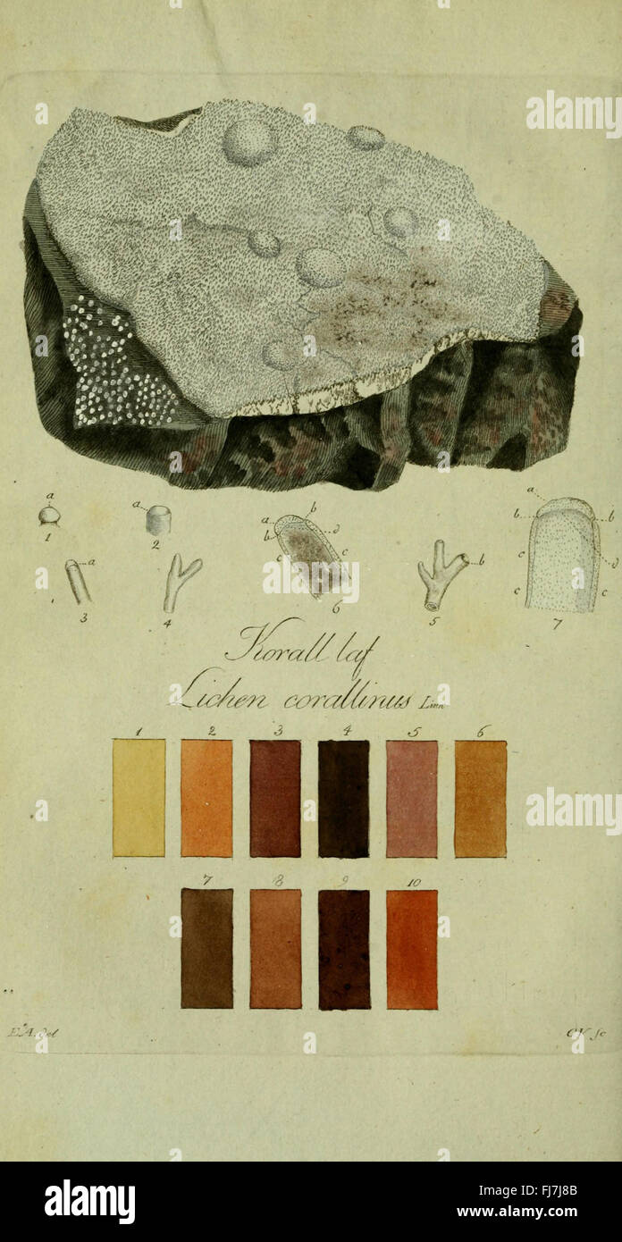 A detailed study of the color history of Swedish lichens, illustrating ...