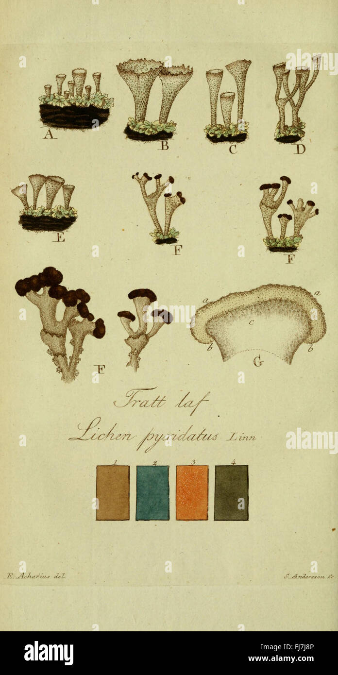 Swedish Lichen Color History, Pictorial Works on Lichens, Economic ...