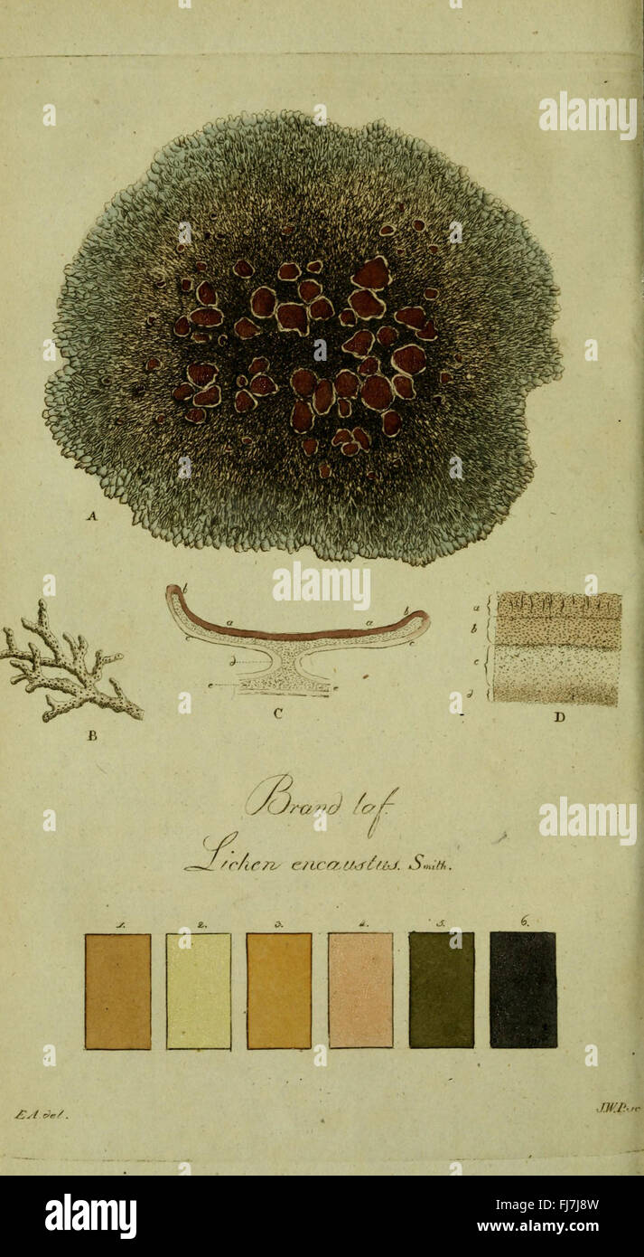 Dye plants, Sweden, lichen species, economic botany, natural dyes ...