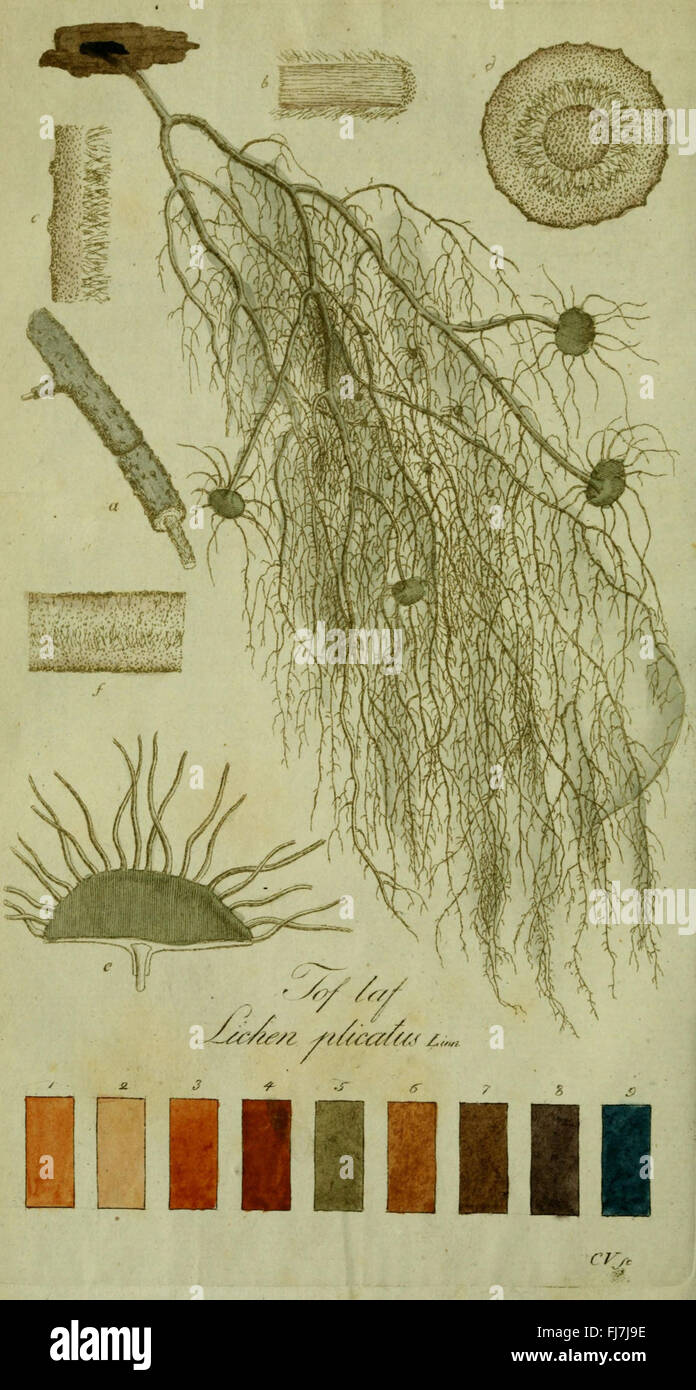 A historical and economic study of dye plants, particularly lichens ...
