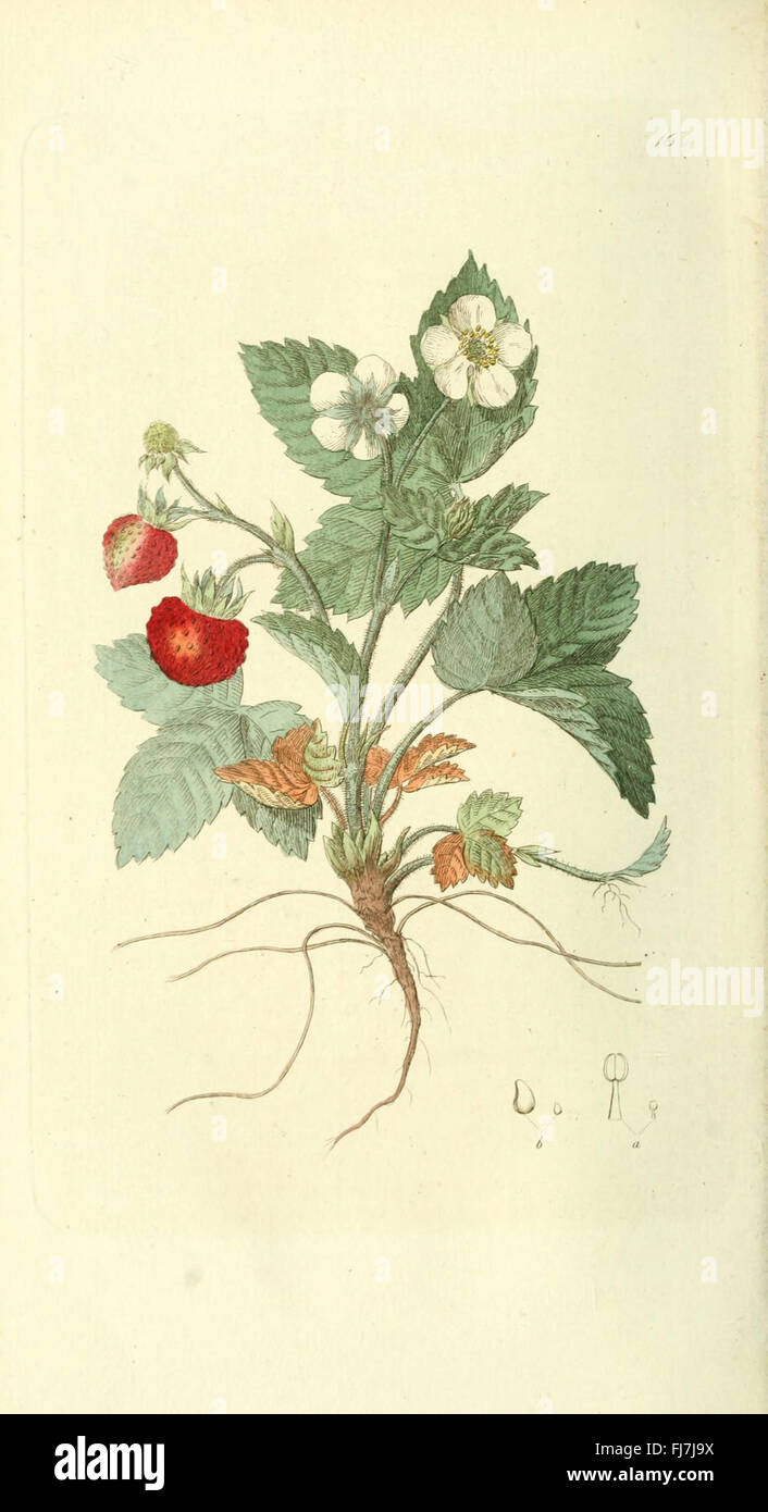 Svensk Botanik (Plate 16) - A pictorial work on Swedish plants ...