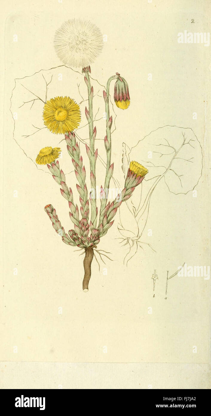 Swedish flora catalog hi-res stock photography and images - Alamy