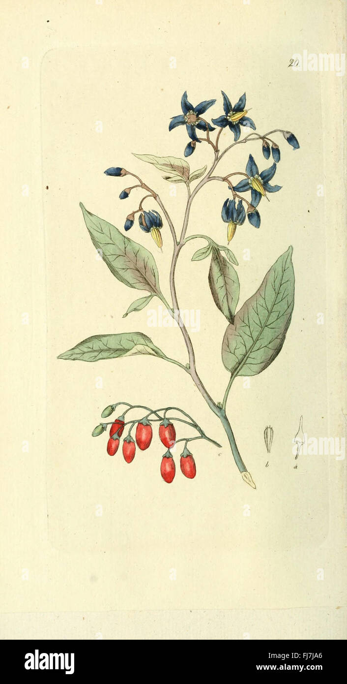 Swedish flora catalog hi-res stock photography and images - Alamy