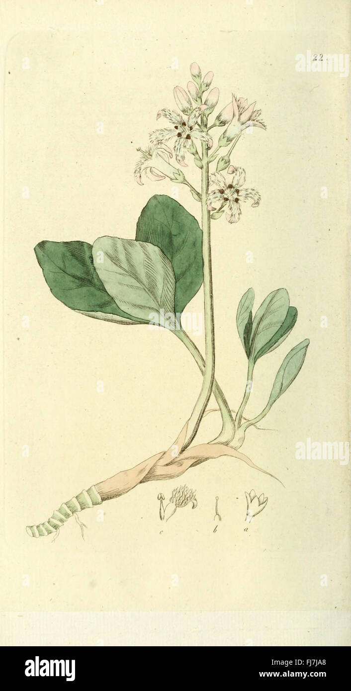 An illustrated work on Swedish botany, showcasing native plant species ...