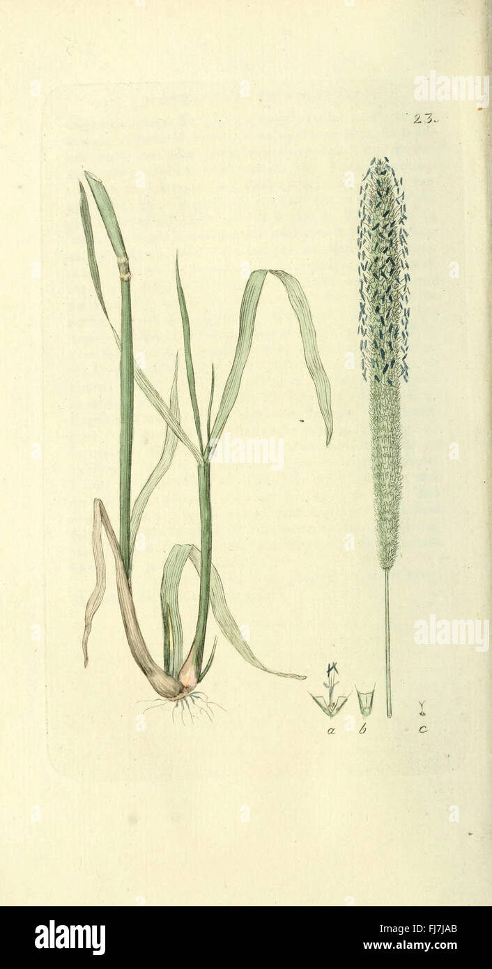 Botany pictorial works plants hi-res stock photography and images - Alamy