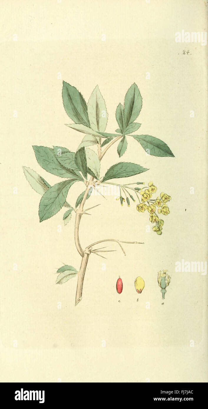 Svensk Botanik, featuring detailed illustrations of Swedish plant ...