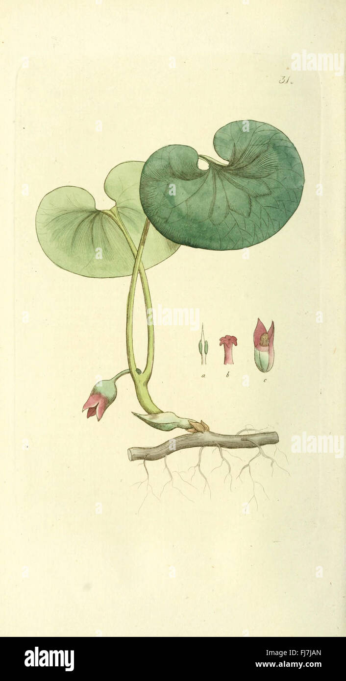 Svensk Botanik (Plate 31) - A detailed botanical illustration of ...