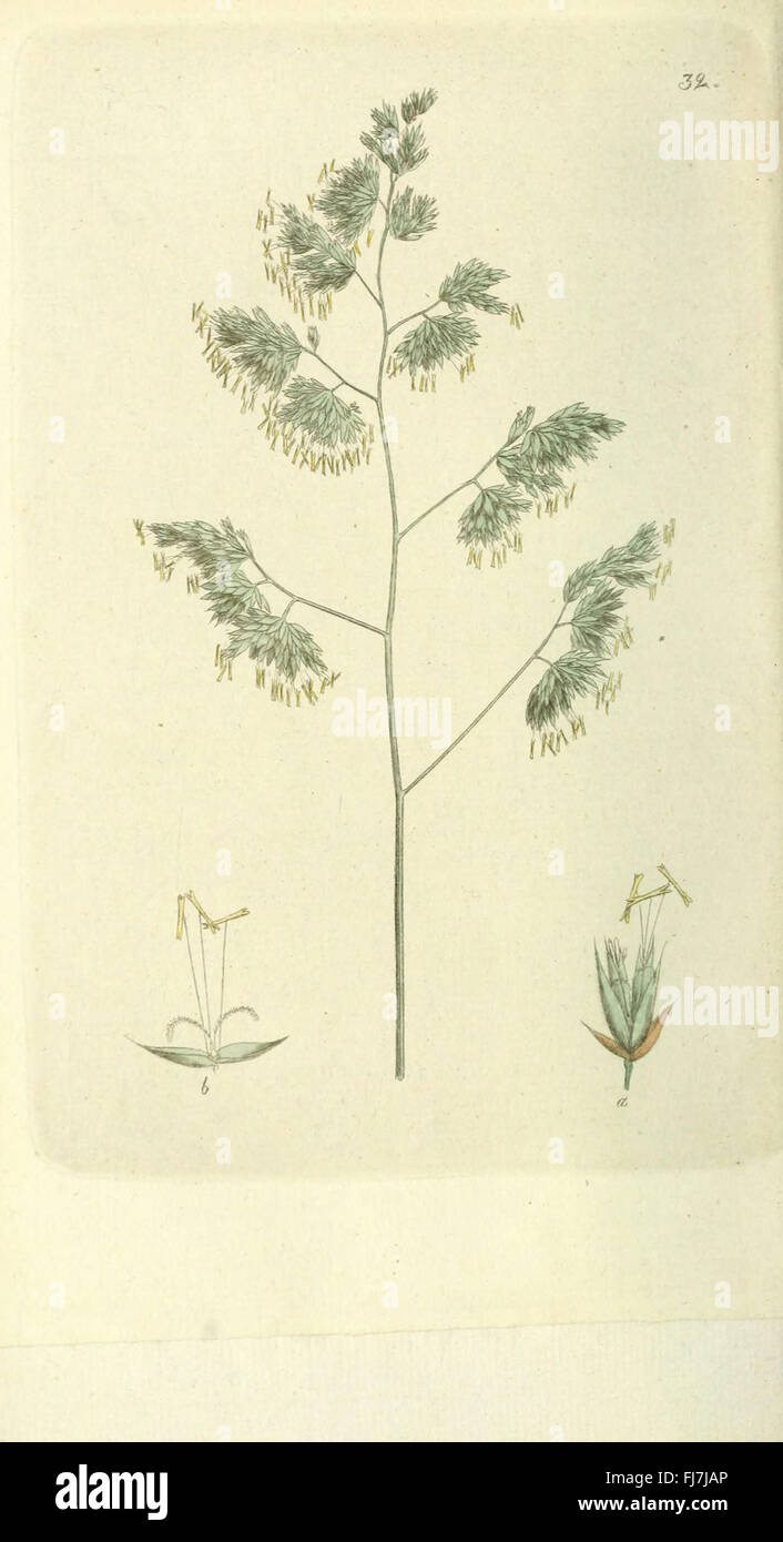 A botanical illustration from 'Svensk botanik,' a work on Swedish ...