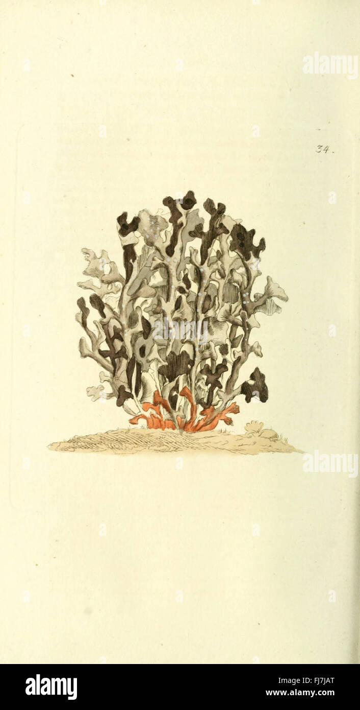 Swedish plant studies hi-res stock photography and images - Alamy