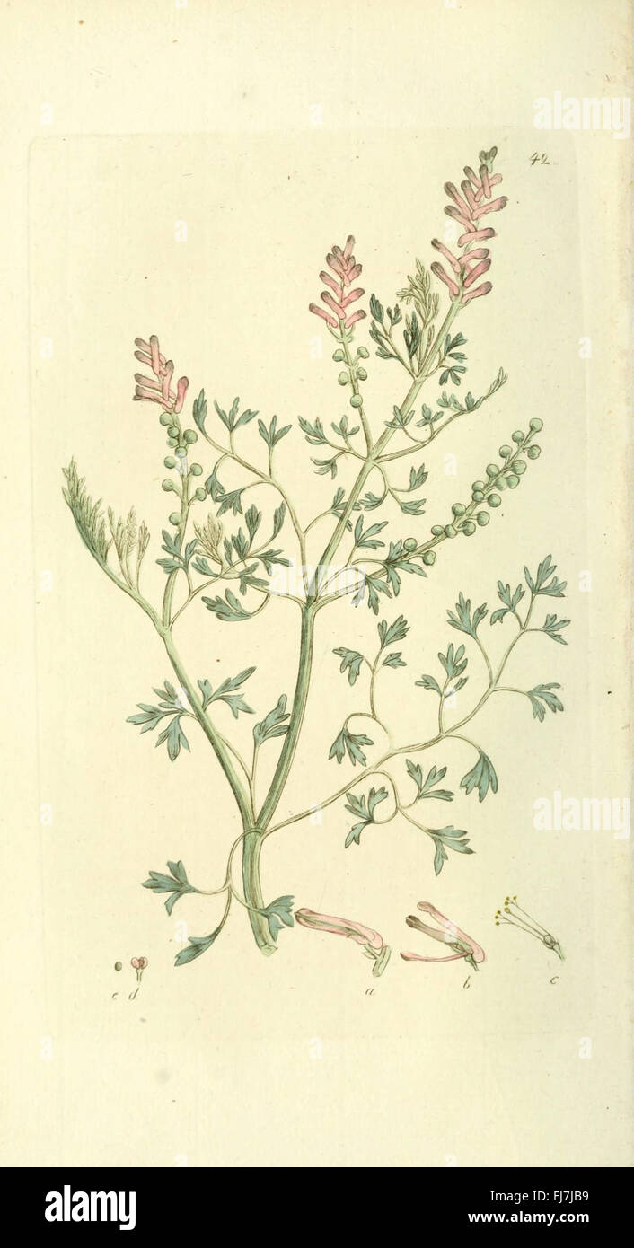 Svensk botanik, Plate 42, a botanical illustration showcasing native ...