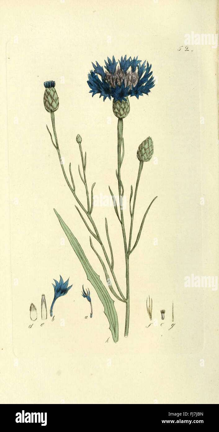 Swedish plants, botany, plant species, Swedish flora, botanical ...