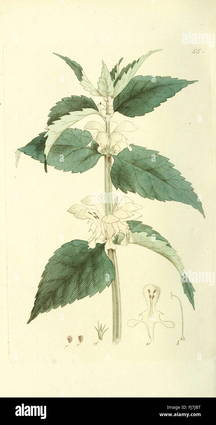 Herbarium resources hi-res stock photography and images - Alamy