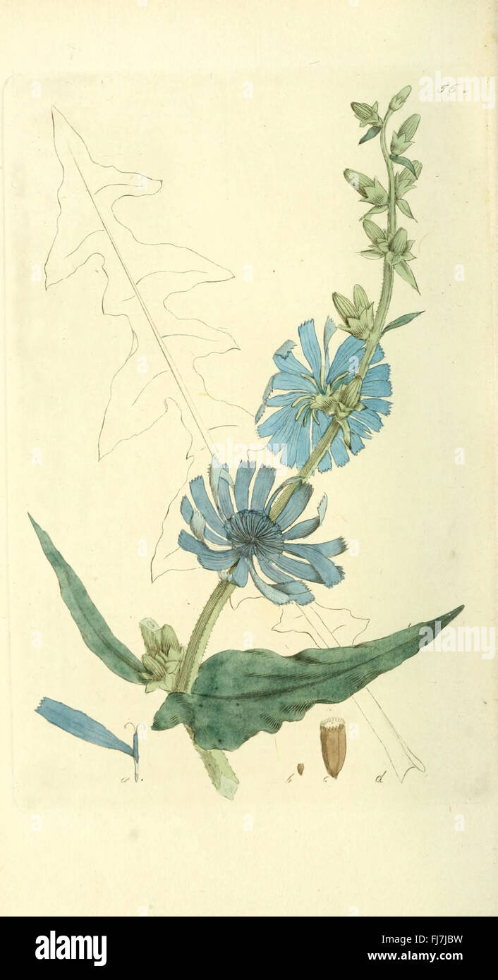 Svensk Botanik, showcasing Swedish plant species through detailed ...