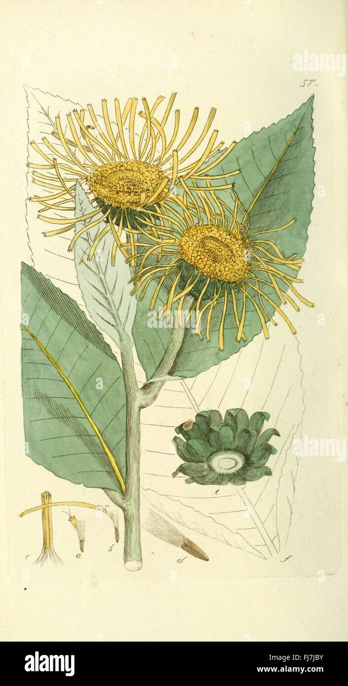 Svensk Botanik (Plate 57) - A pictorial work on Swedish plants ...