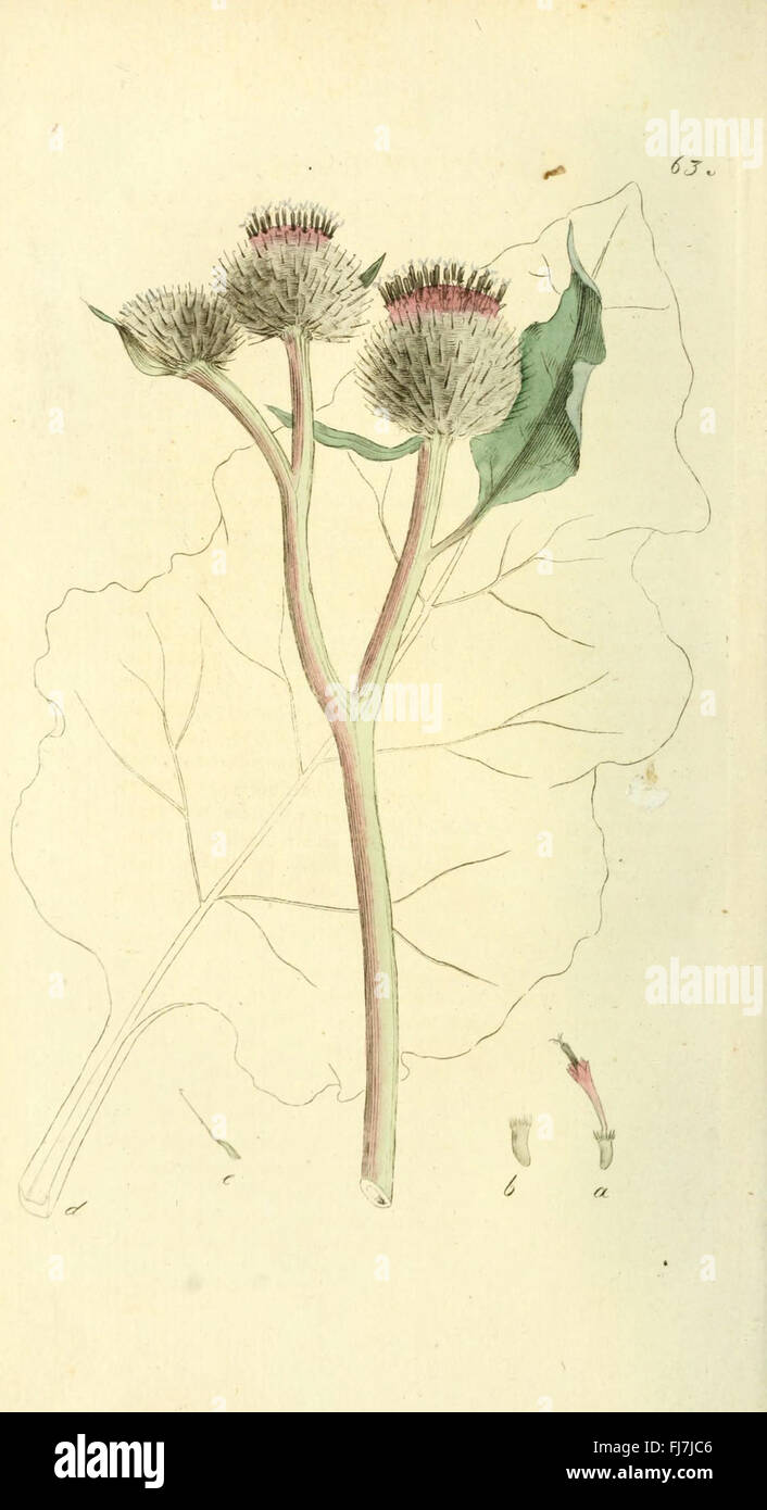 A detailed plate from 'Svensk Botanik,' illustrating various plant ...
