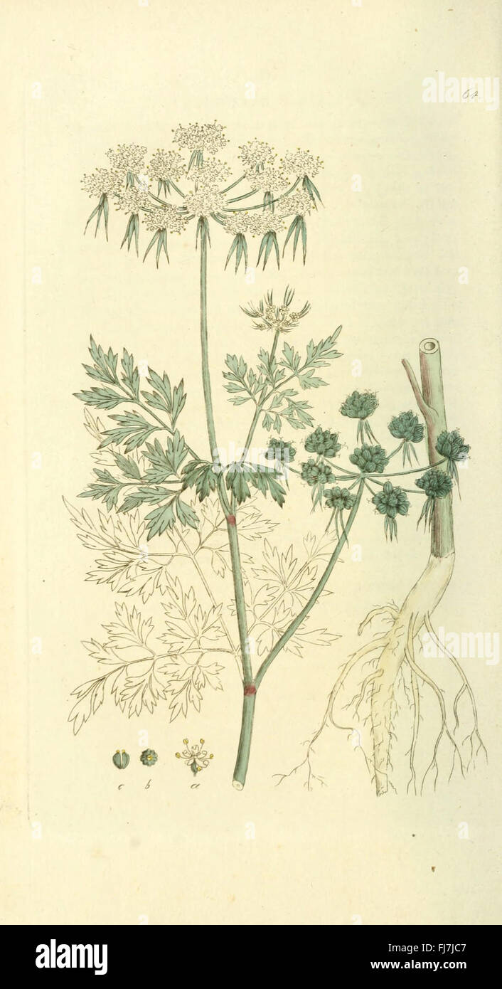 An illustration from 'Svensk Botanik,' showcasing the diverse flora of ...