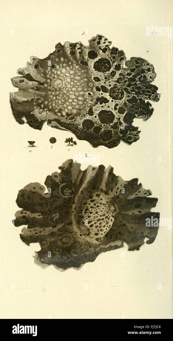 An illustration from 'Svensk Botanik' showcasing native plants from ...