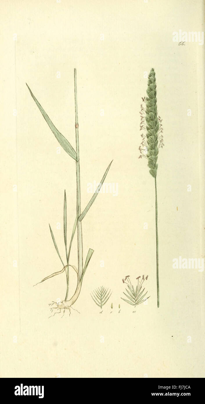 An illustrated work focusing on Swedish botany, documenting the native ...
